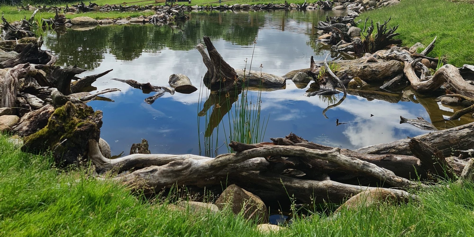Natural Swimming Ponds Design & Installation | SAS Aquatics