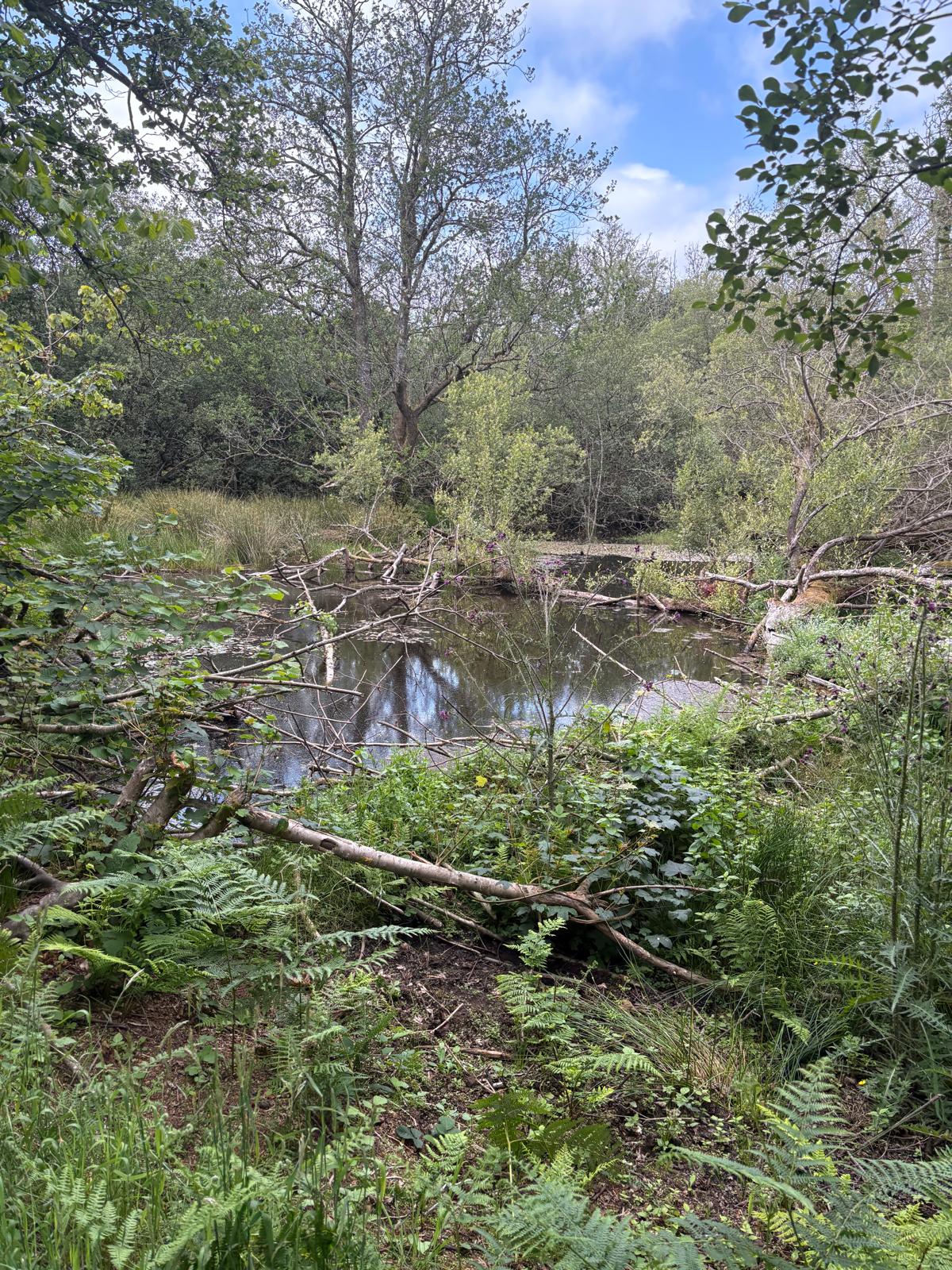 Beavers in the UK: Why They’re Essential for Habitats & Flood Control ...